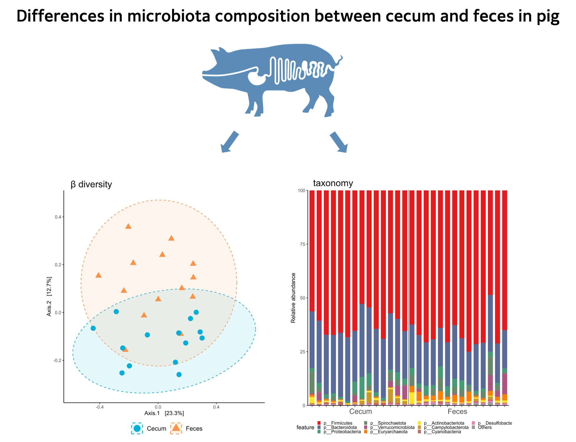 Differences in microbiota composition between cecum and feces in pig ...