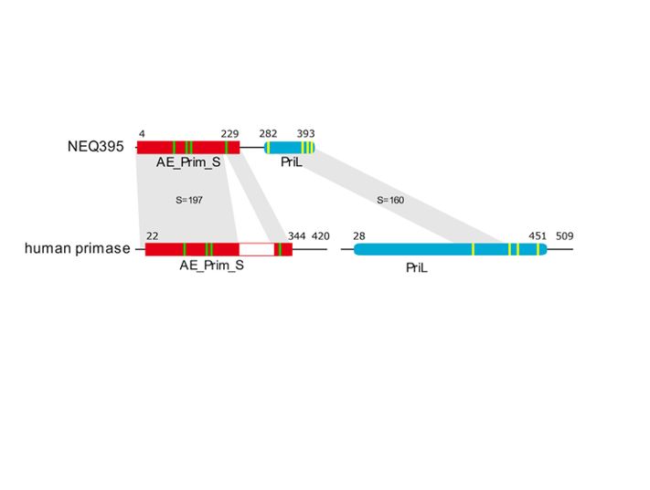 Characterisation of the monomeric archaeoeukaryotic Primase from ...