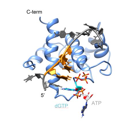 A close look into the initial step of primer synthesis by an ...