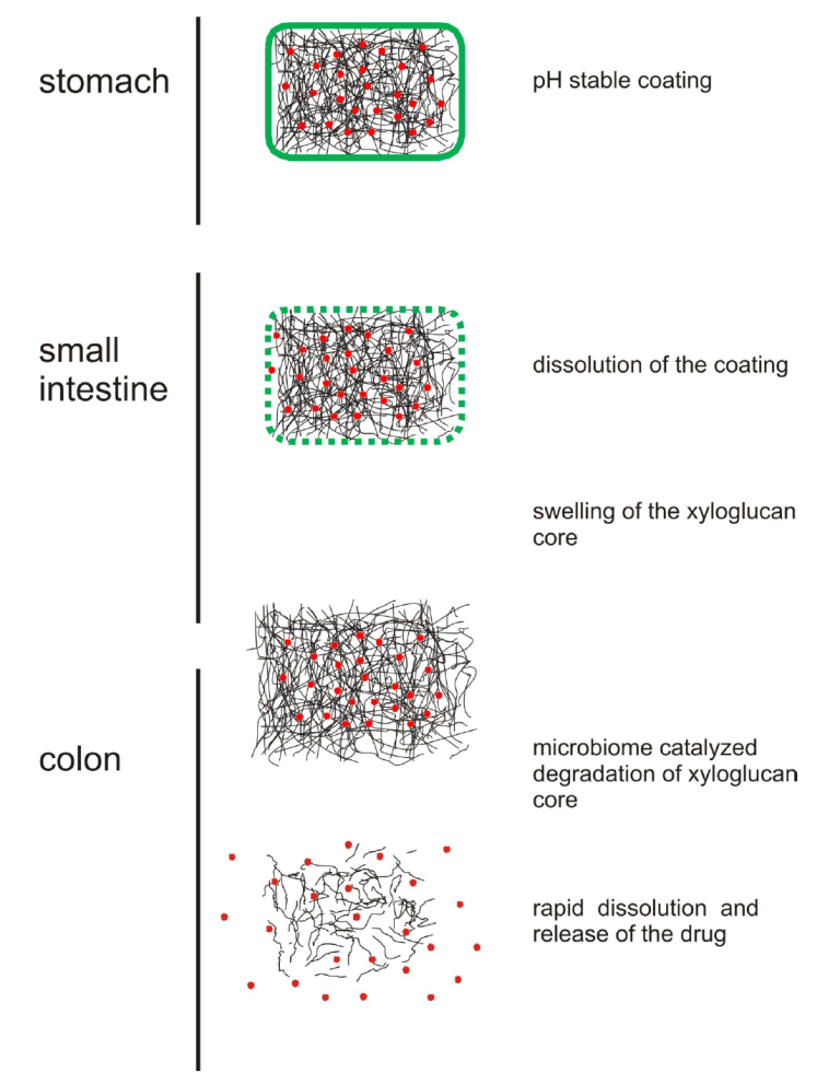 Efficient Colonic Delivery - ICB Projektplattform