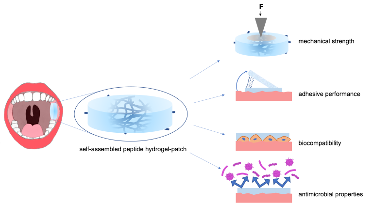 Therapy to treat ulcers in the oral mucosa – Hydrogel Patch Project ...